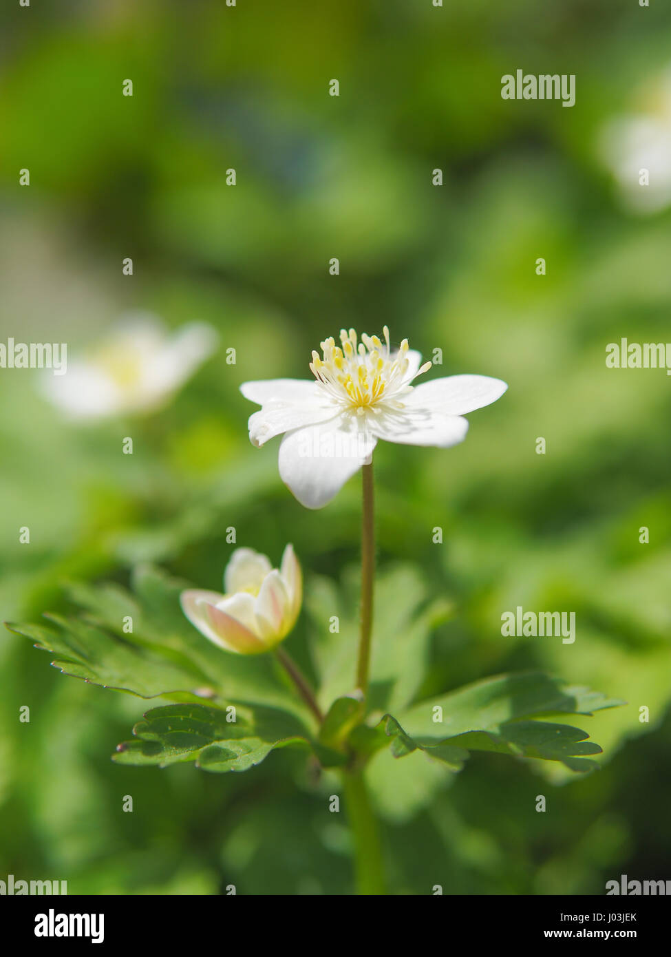 Soft windflower hi-res stock photography and images - Alamy