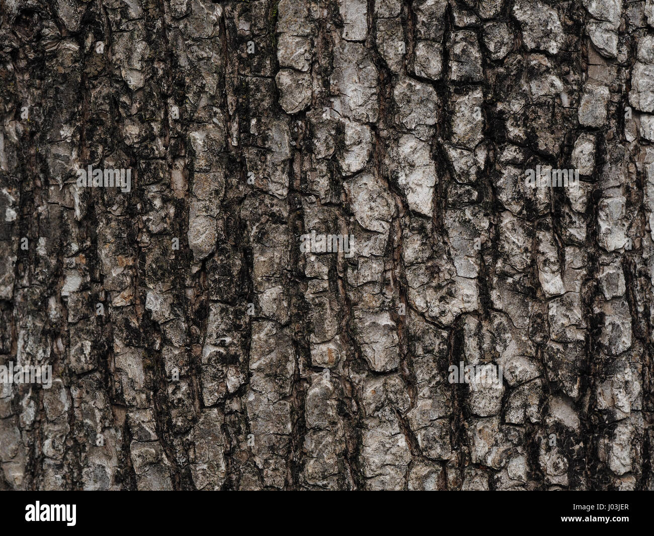 Surface of tree Stock Photo - Alamy
