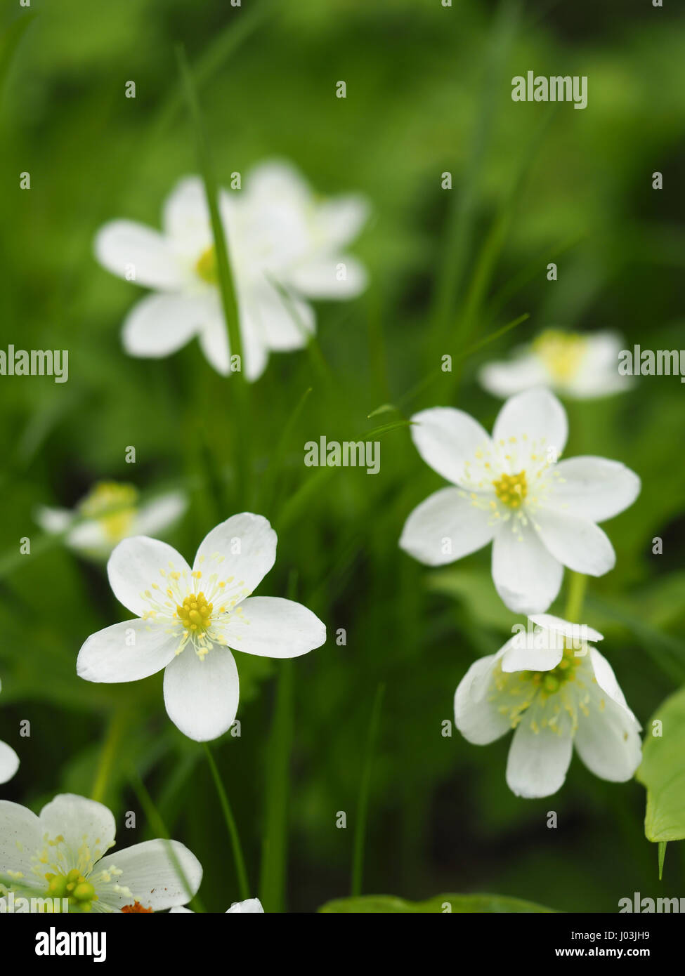 Soft windflower hi-res stock photography and images - Alamy