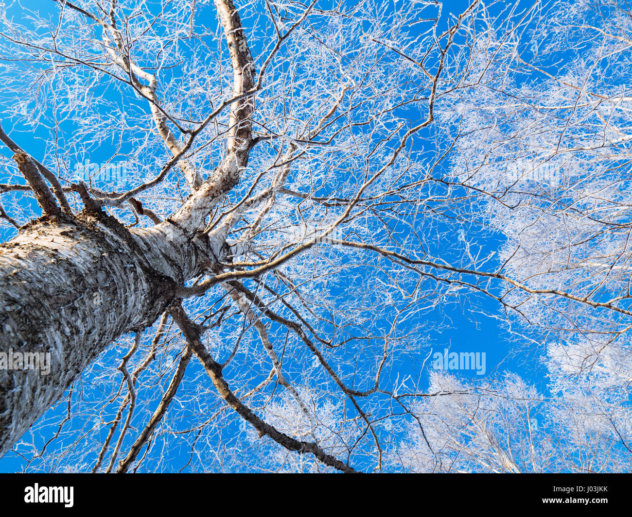 Soft rime and blue sky Stock Photo - Alamy