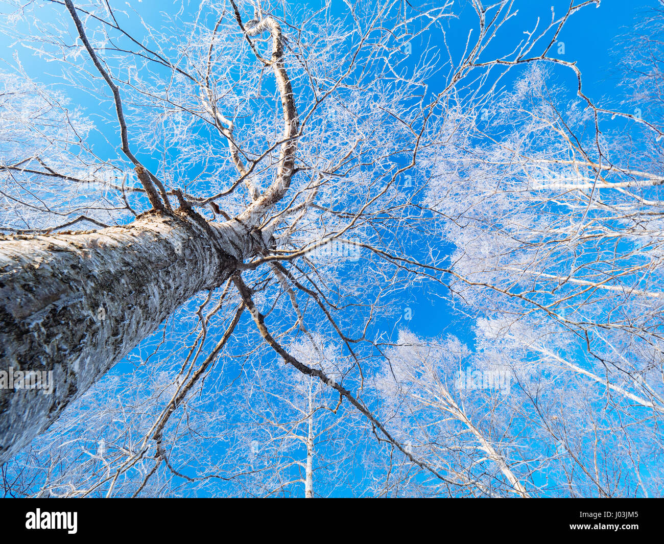 Soft rime and blue sky Stock Photo - Alamy