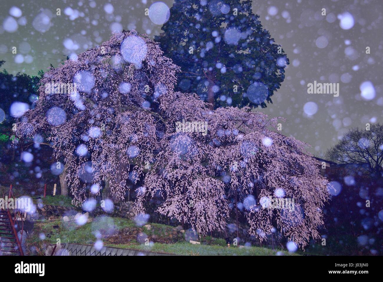 Cherry trees with snow Stock Photo - Alamy