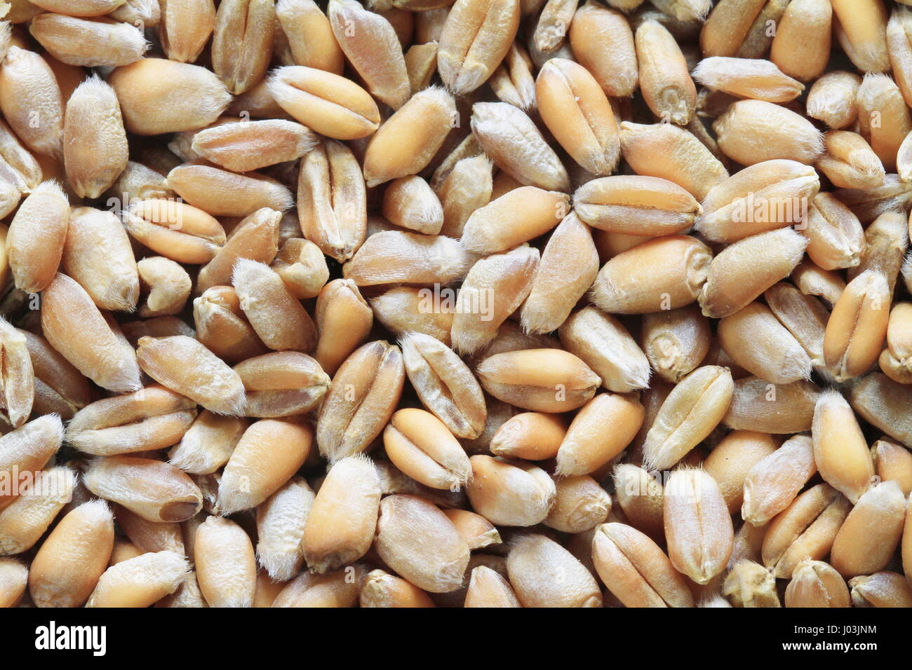 a close up shot showing a selection of wheat cereal Stock Photo - Alamy