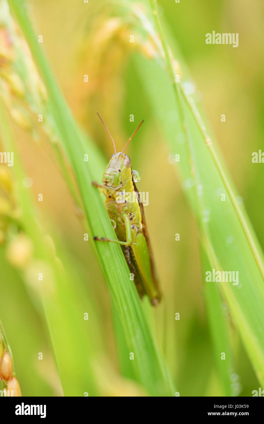 A rice grasshopper on the rice grain Stock Photo - Alamy