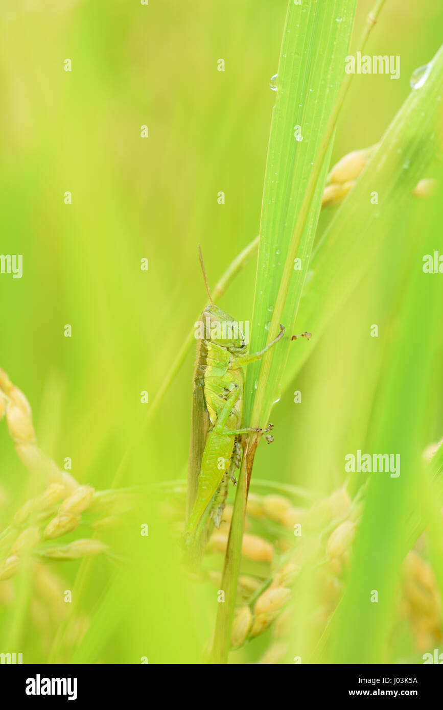 A rice grasshopper on the rice grain Stock Photo - Alamy