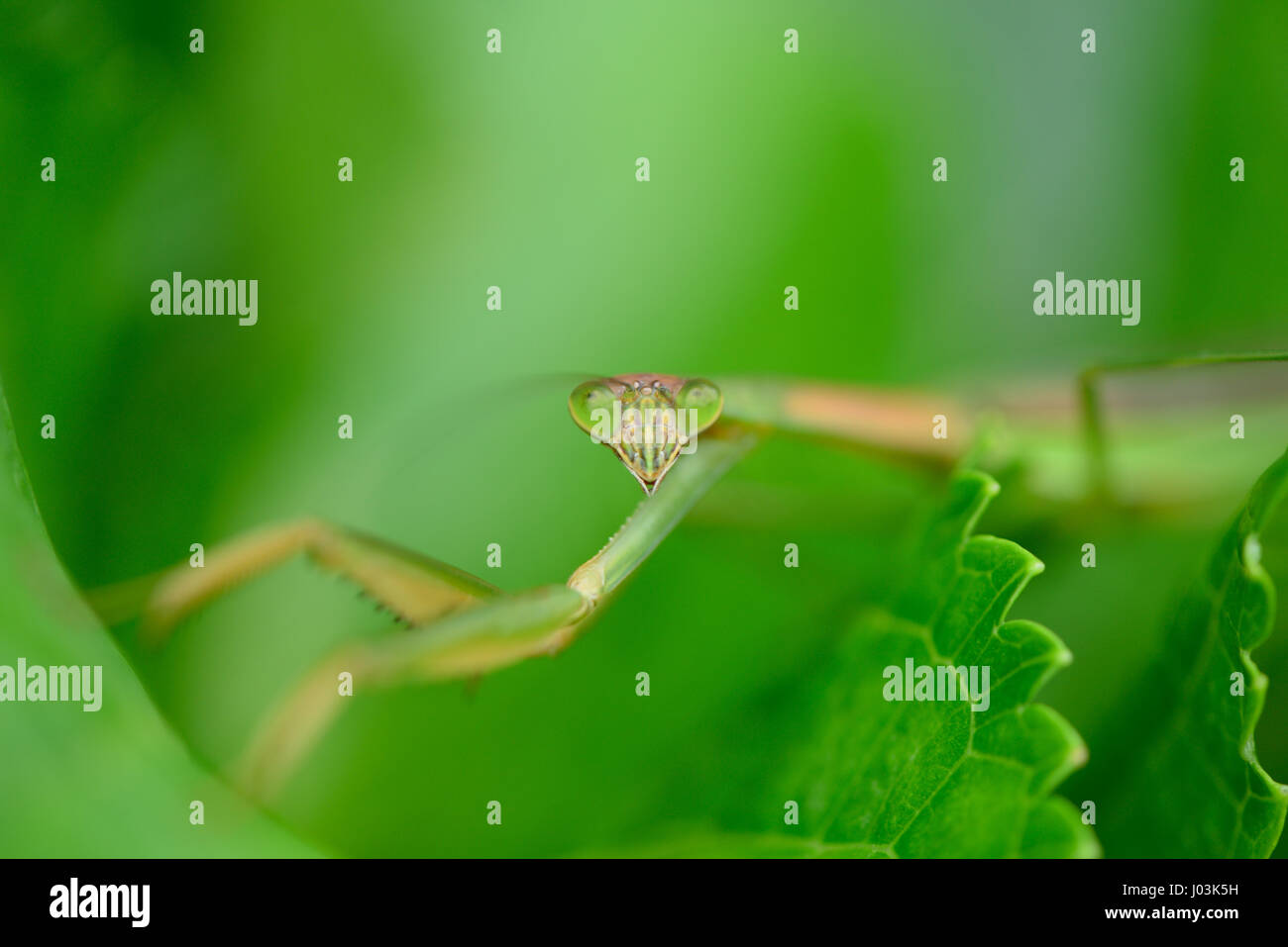 City mantis hi-res stock photography and images - Alamy