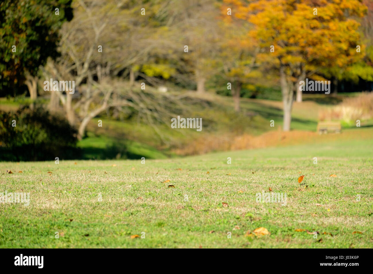Lawn in the park Stock Photo - Alamy