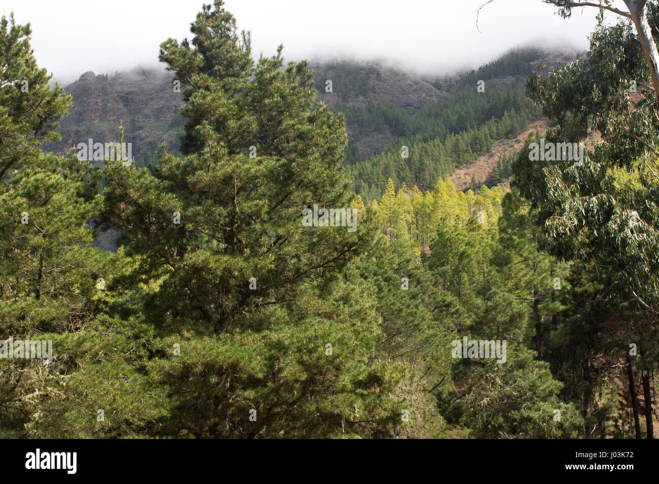 Beautiful panorama of pine forest with sunny summer day. Coniferous ...