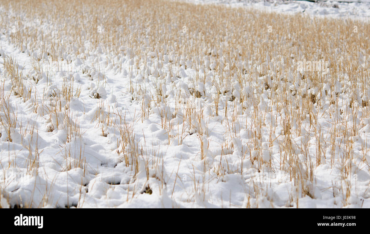Paddy field with snow Stock Photo - Alamy