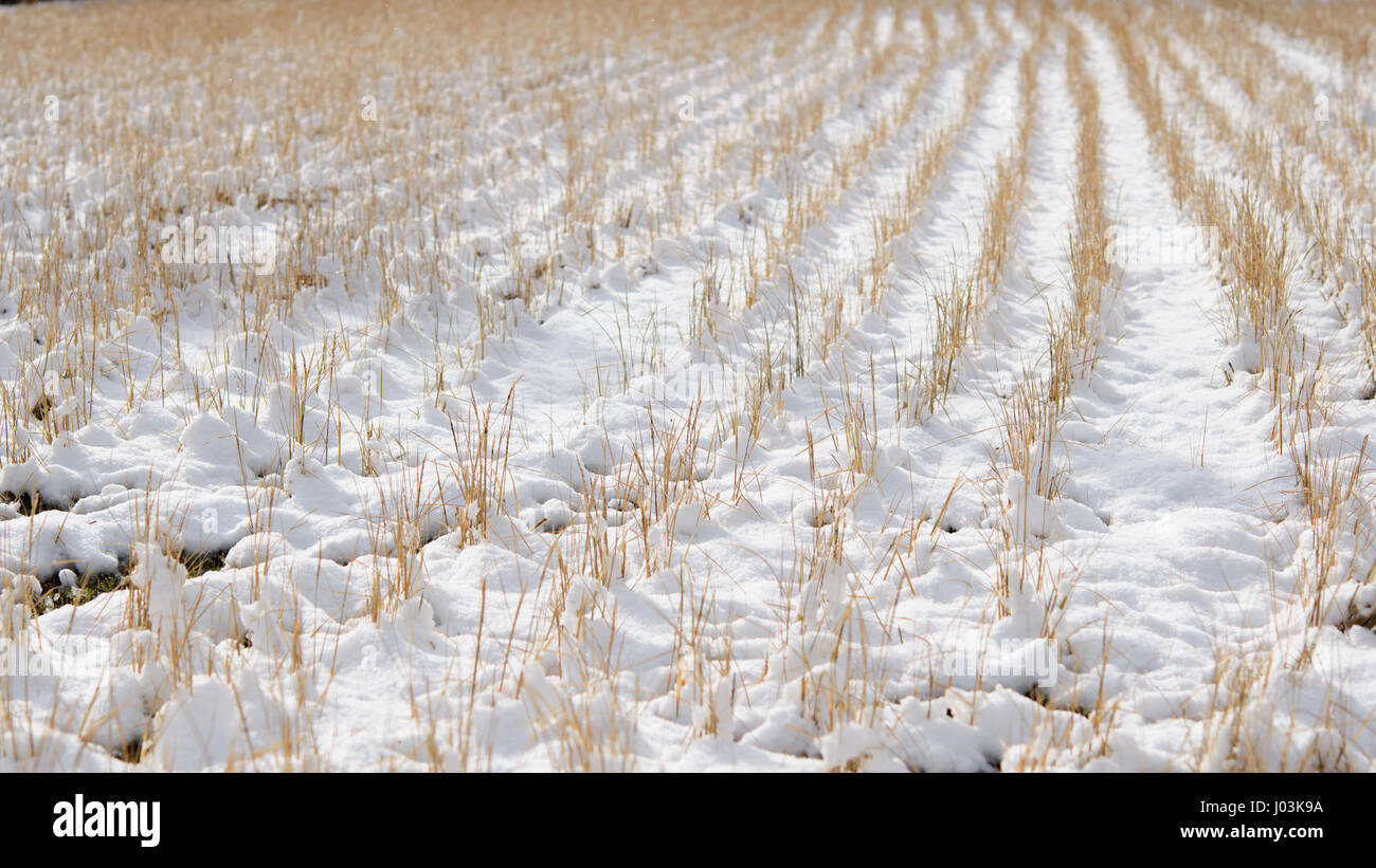 Paddy field with snow Stock Photo - Alamy