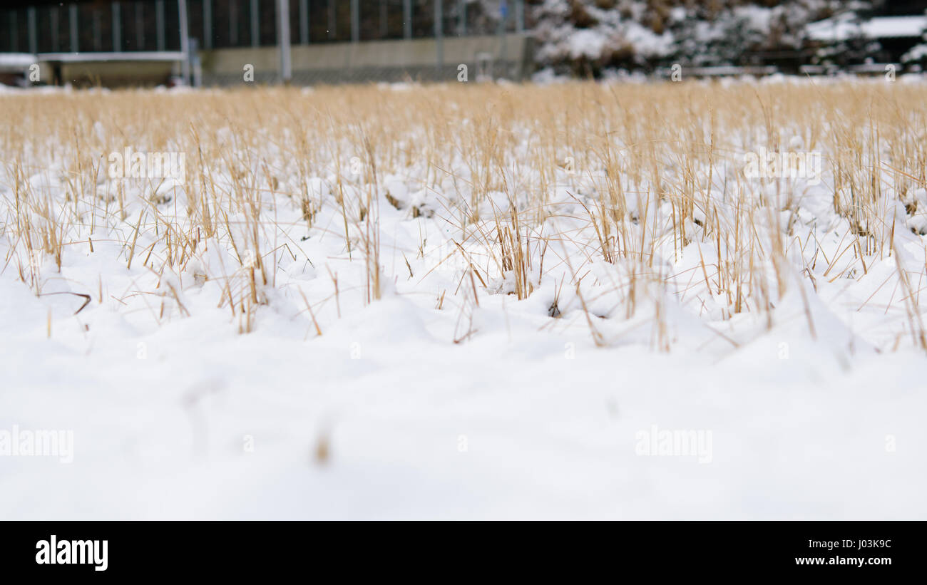 Paddy field with snow Stock Photo - Alamy