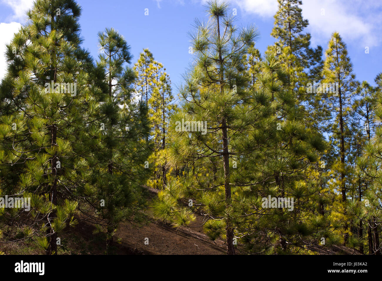 Beautiful panorama of pine forest with sunny summer day. Coniferous ...