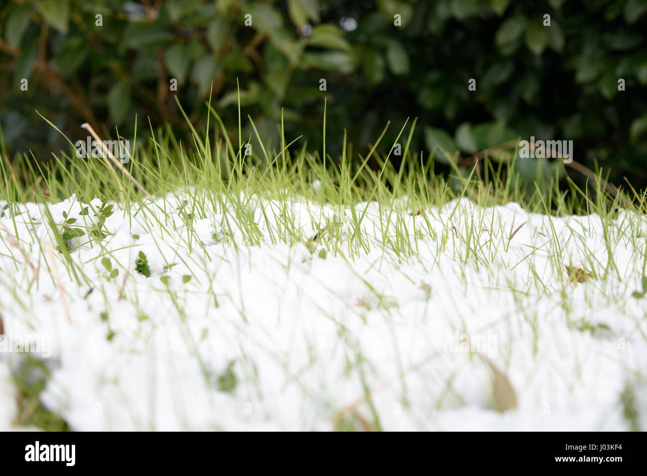 Weed and snow Stock Photo - Alamy