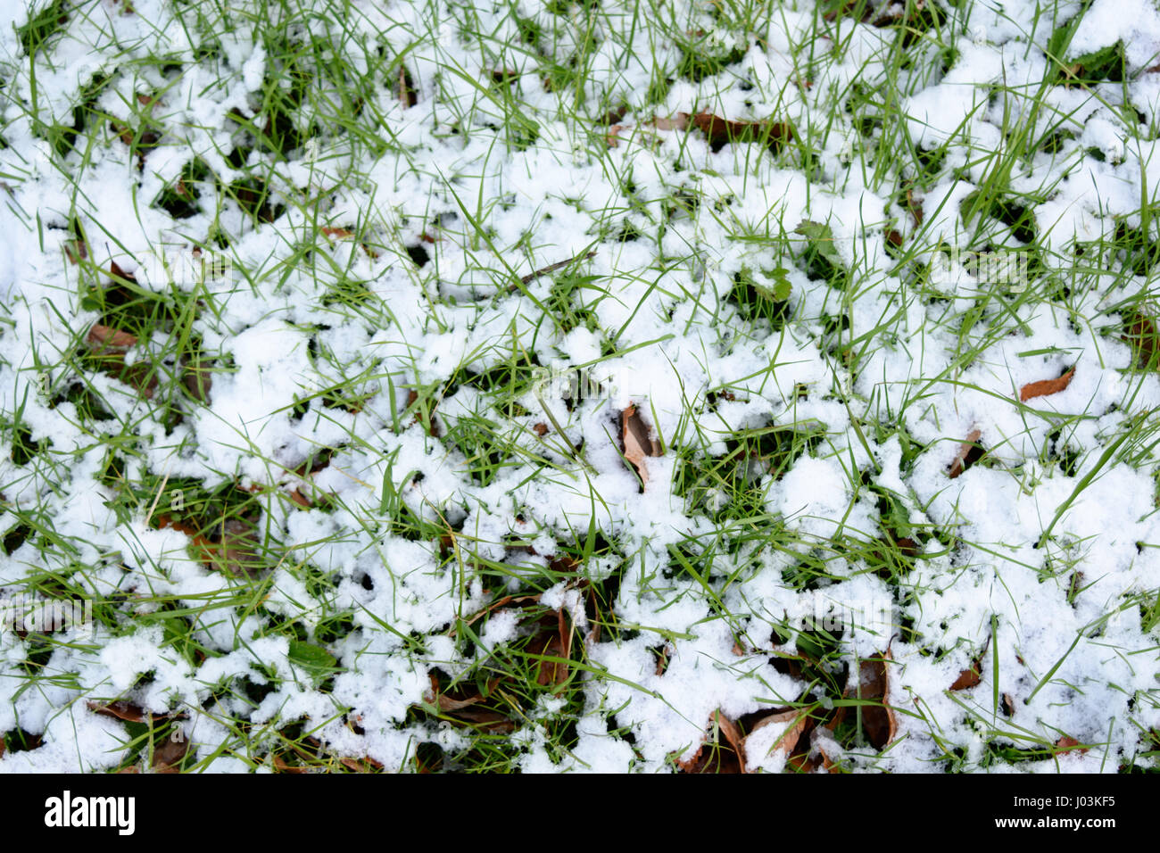 Frost weed hi-res stock photography and images - Alamy