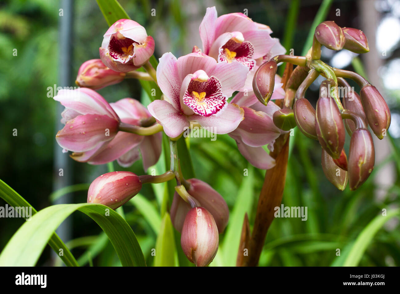 Pink Cymbidium in pot. Flower and bud of orchid Stock Photo - Alamy