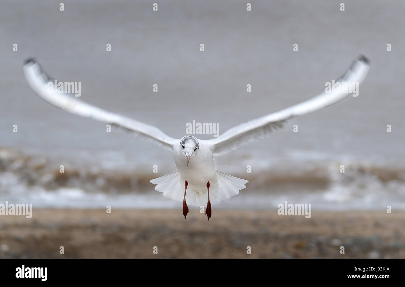 The black-headed gull is a small gull that breeds in much of Europe and ...