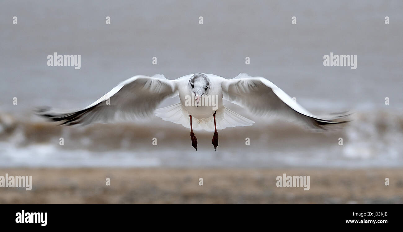 The black-headed gull is a small gull that breeds in much of Europe and ...