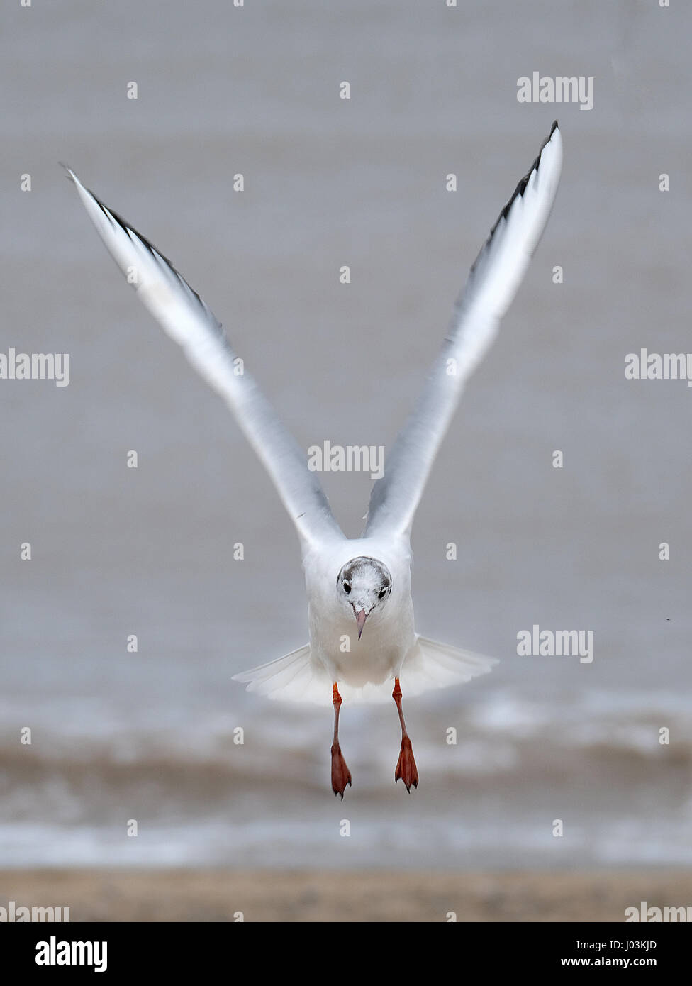 The black-headed gull is a small gull that breeds in much of Europe and ...