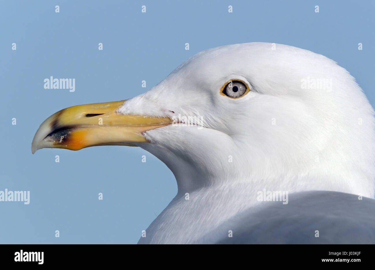 The European herring gull is a large gull. One of the best known of all ...