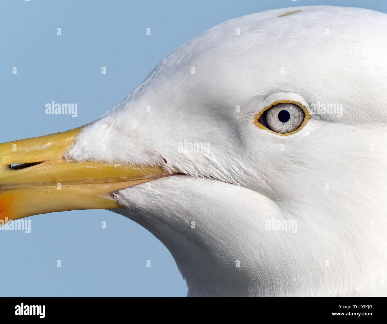 The European herring gull is a large gull. One of the best known of all ...