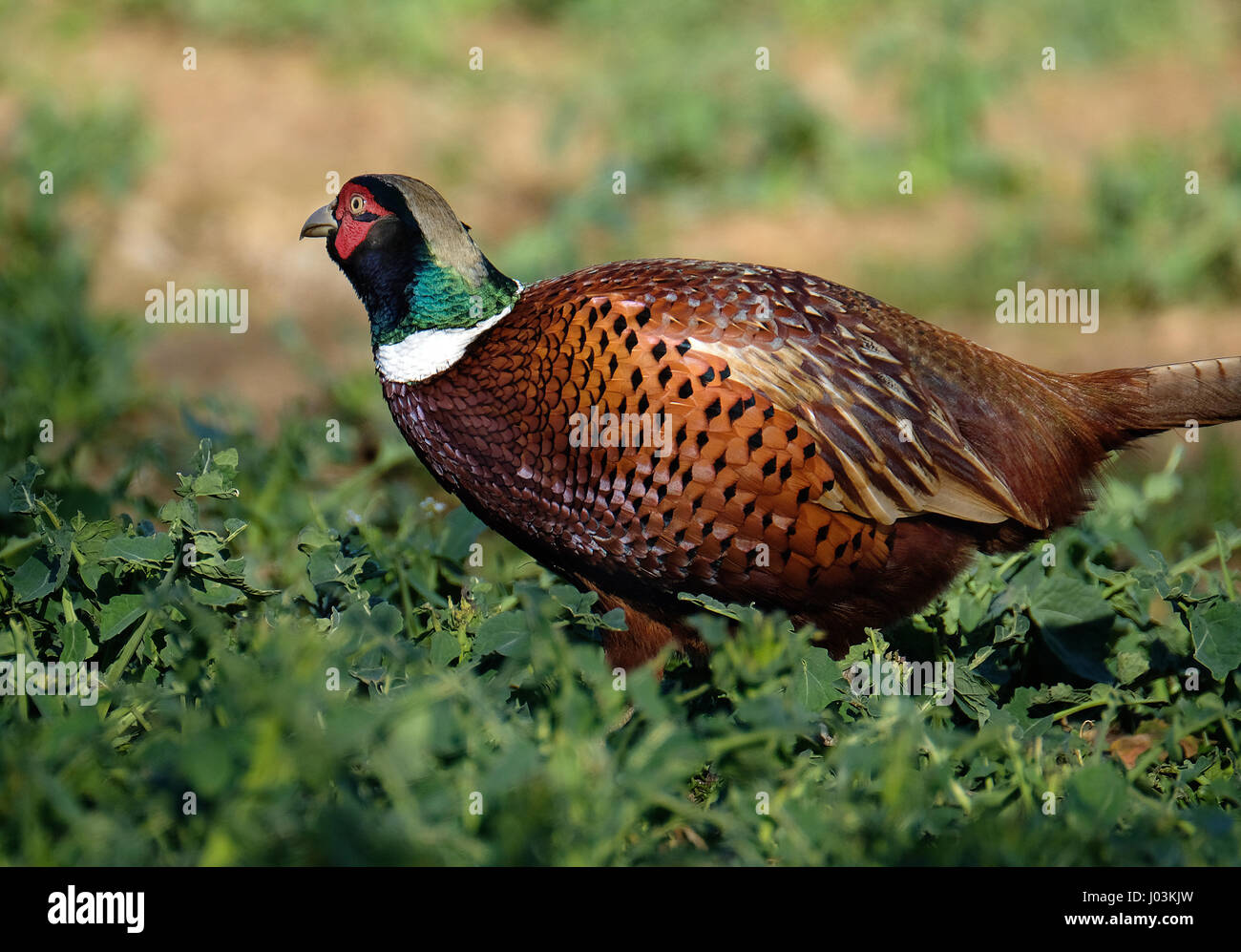 Pheasants are birds of several genera within the subfamily Phasianinae ...
