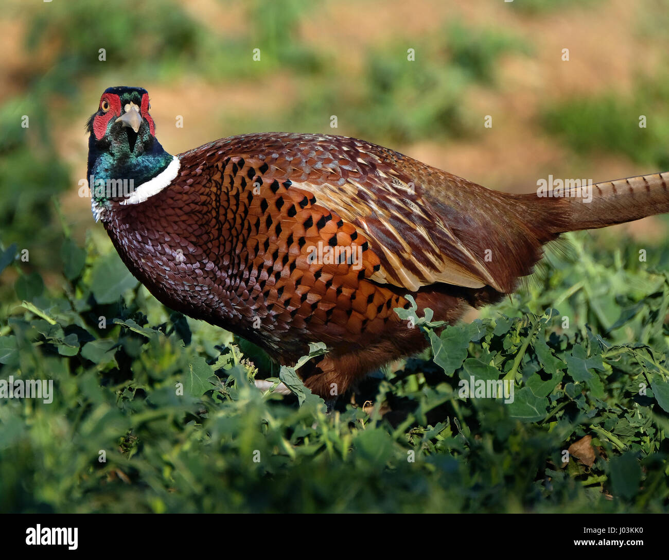 Pheasants are birds of several genera within the subfamily Phasianinae ...