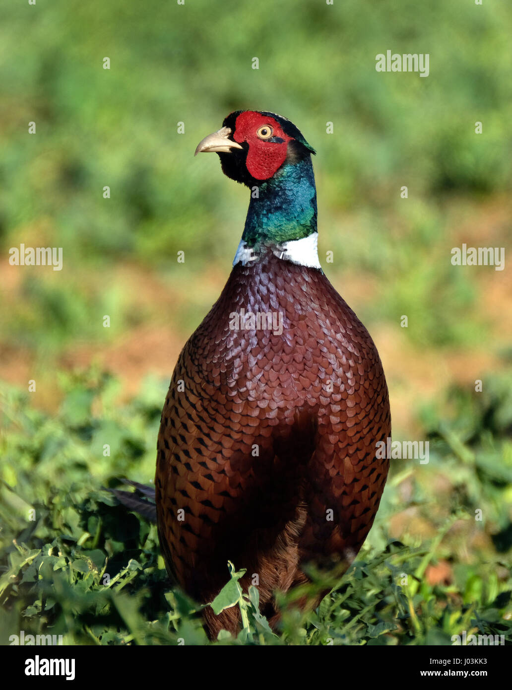 Pheasants are birds of several genera within the subfamily Phasianinae ...