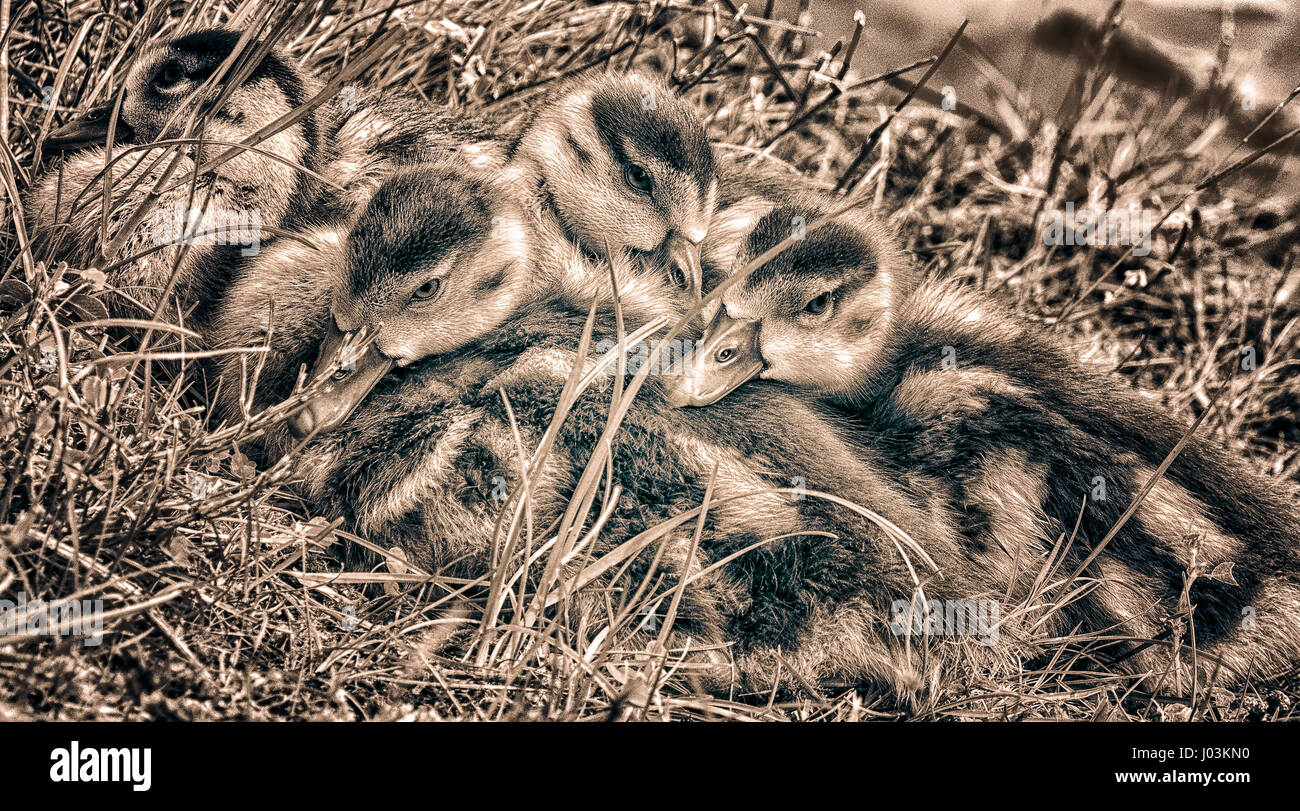 group/bunch of lovely, cozy, sweet, cute ducklings/ducks nestling ...