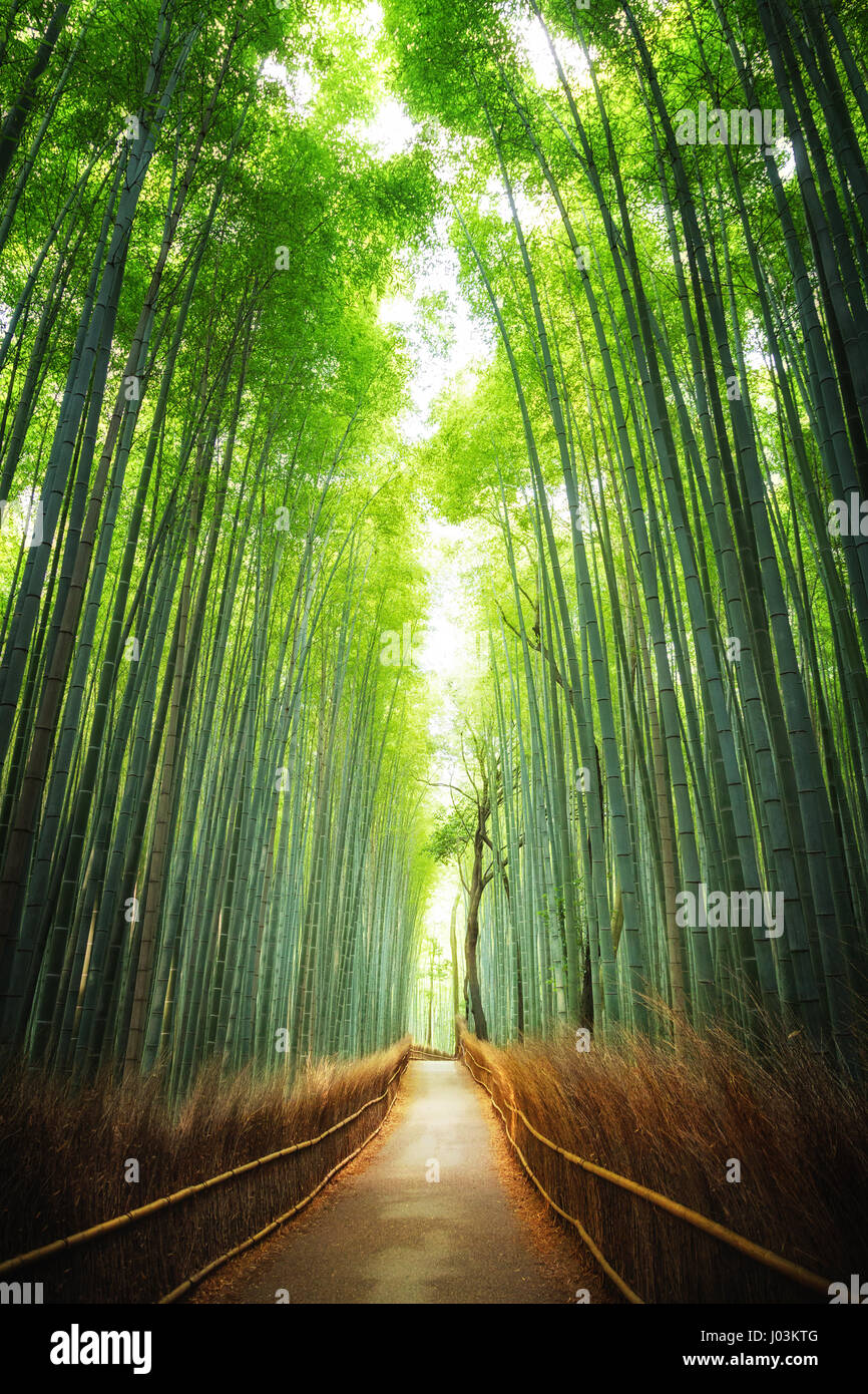 Vibrant pathway through jungle hi-res stock photography and images - Alamy