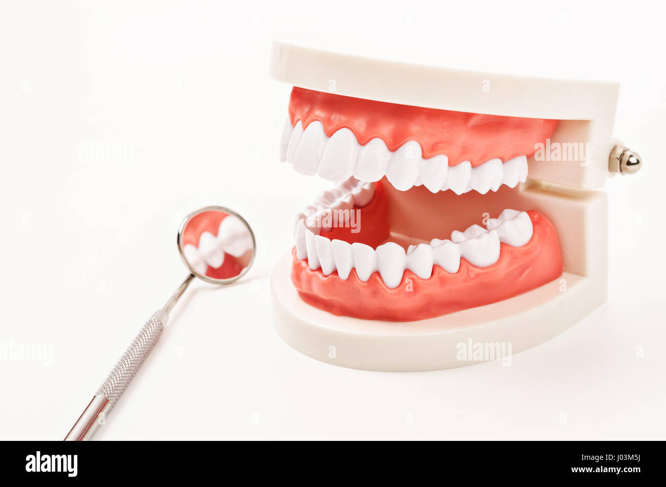 White teeth model and dental instruments on white background. Dental ...