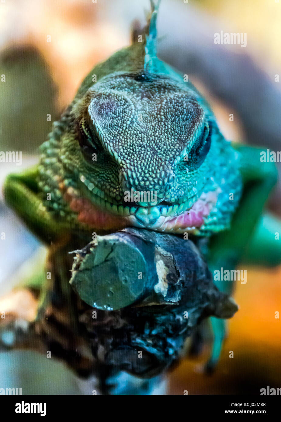 Scale squamose squamose hi-res stock photography and images - Alamy