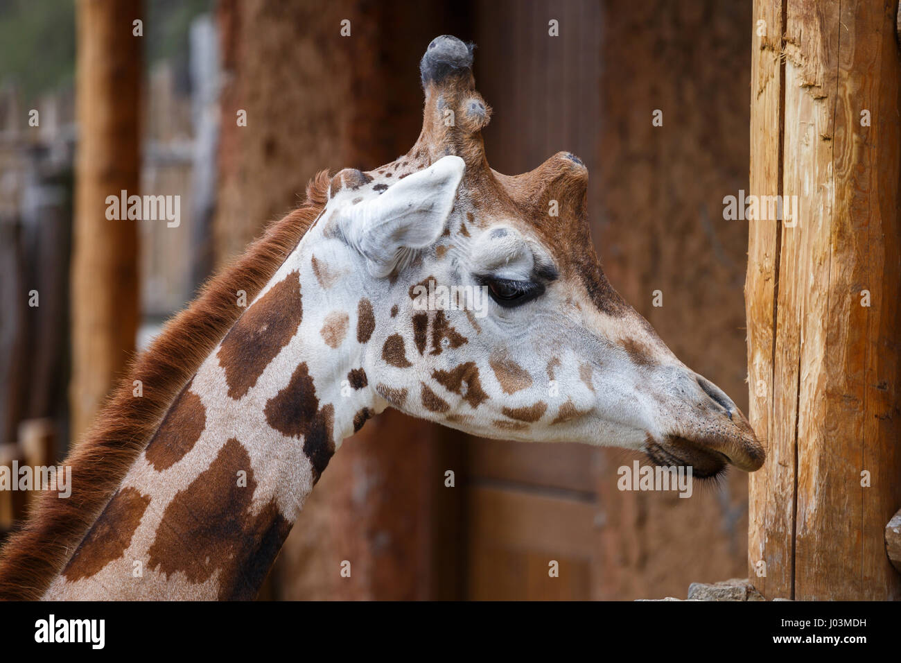 Reticulated giraffe (Giraffa camelopardalis reticulata), also known as the Somali giraffe Stock ...