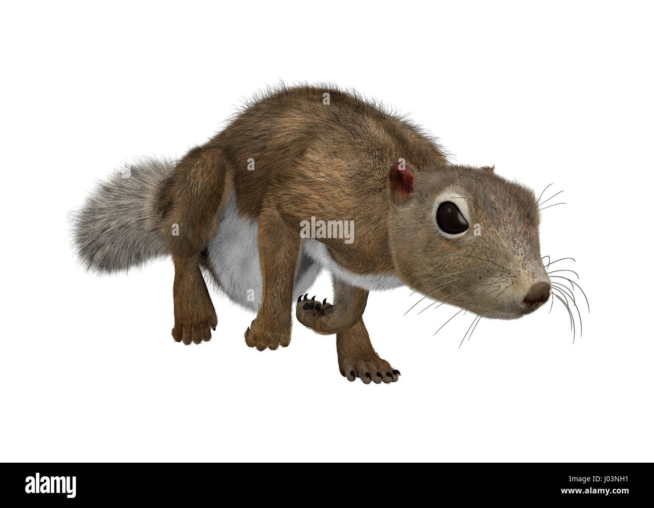 3D rendering of a Gambian sun squirrel isolated on white background ...