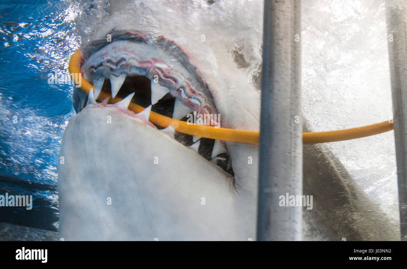 Foot Shark In Mexico