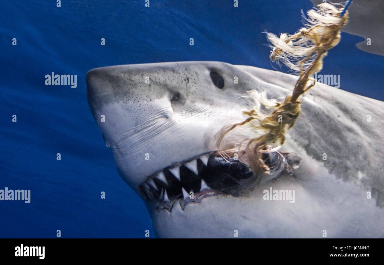 Foot Shark In Mexico