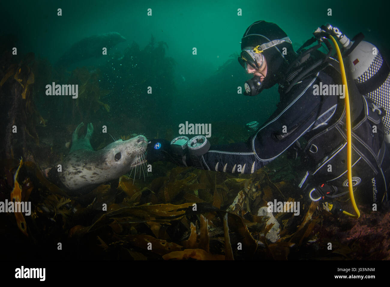 FARNE ISLANDS, NORTHUMBERLAND, UK: ADORABLE underwater images have captured the moment one super ...