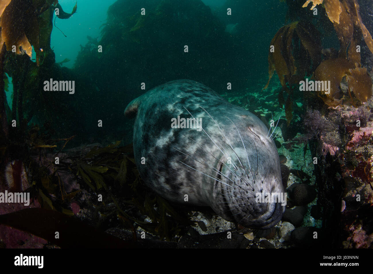 FARNE ISLANDS, NORTHUMBERLAND, UK: ADORABLE underwater images have captured the moment one super ...