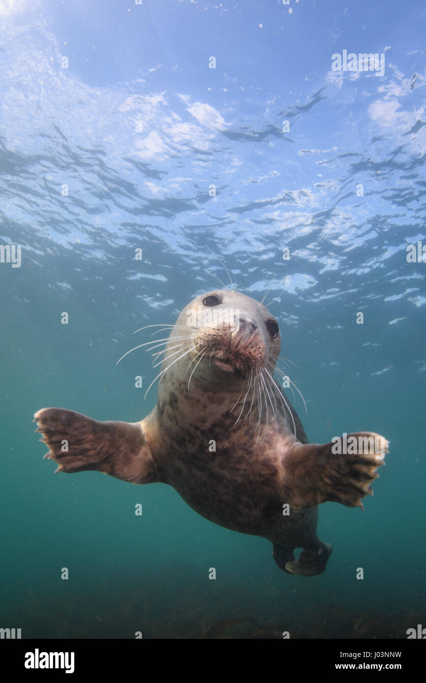 Atlantic Grey Seals Underwater High Resolution Stock Photography and ...