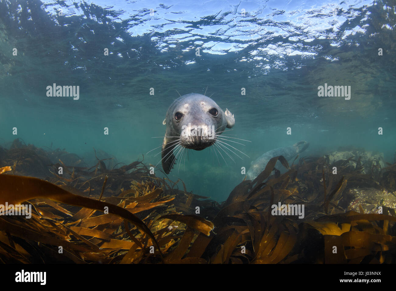 FARNE ISLANDS, NORTHUMBERLAND, UK: ADORABLE underwater images have captured the moment one super ...