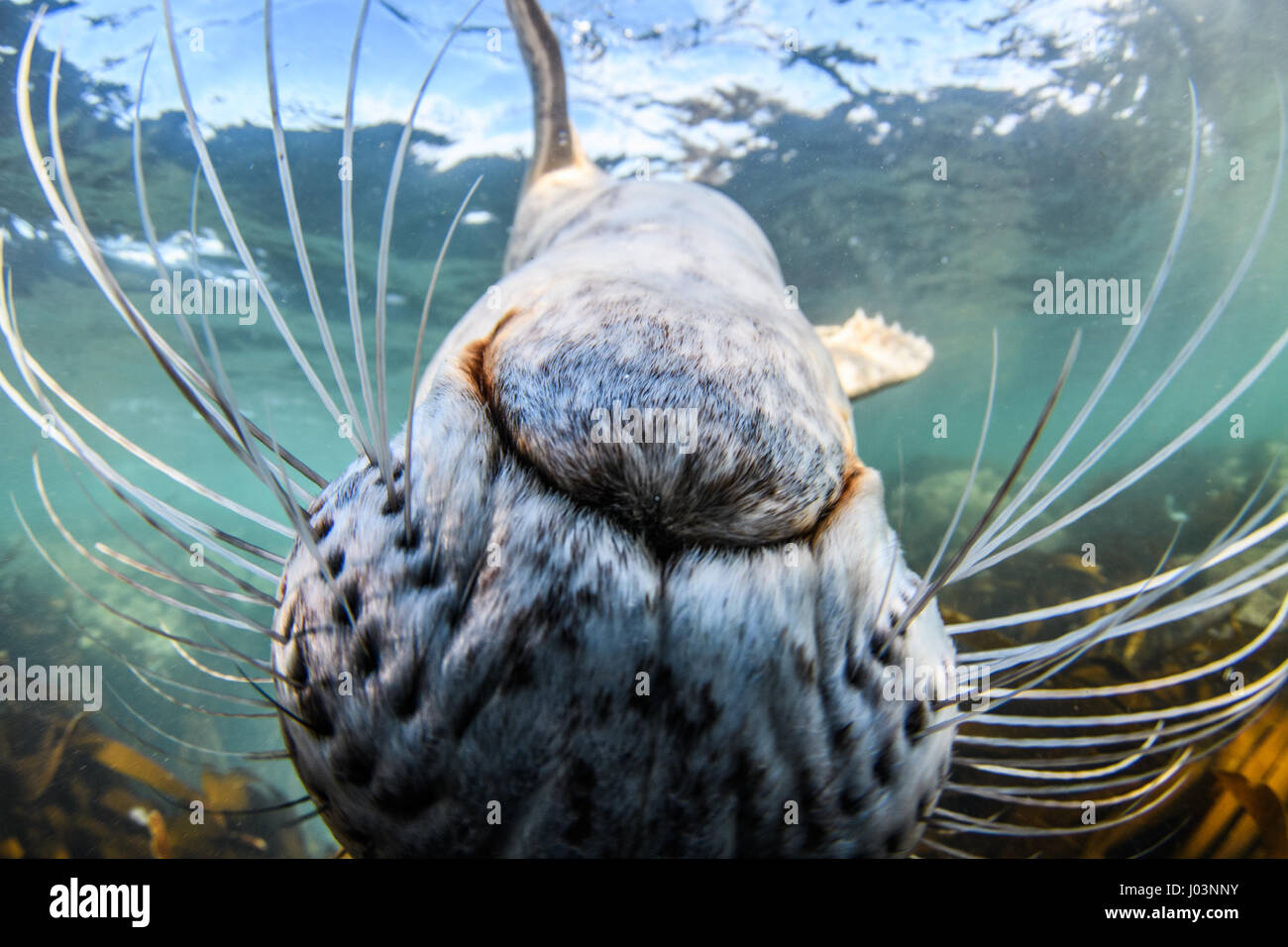 FARNE ISLANDS, NORTHUMBERLAND, UK: ADORABLE underwater images have captured the moment one super ...