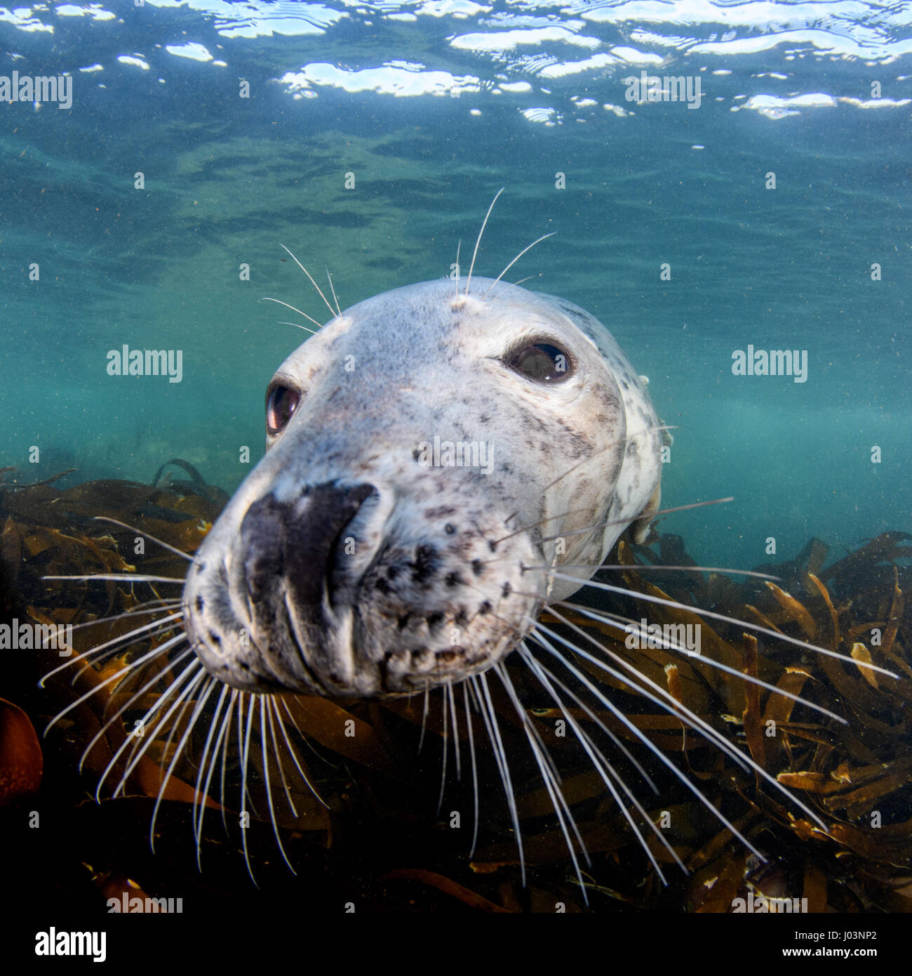 FARNE ISLANDS, NORTHUMBERLAND, UK: ADORABLE underwater images have captured the moment one super ...