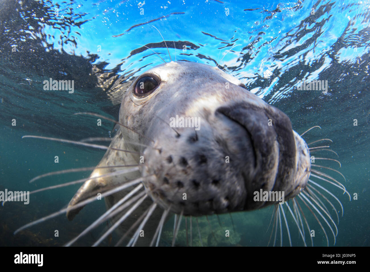 FARNE ISLANDS, NORTHUMBERLAND, UK: ADORABLE underwater images have captured the moment one super ...