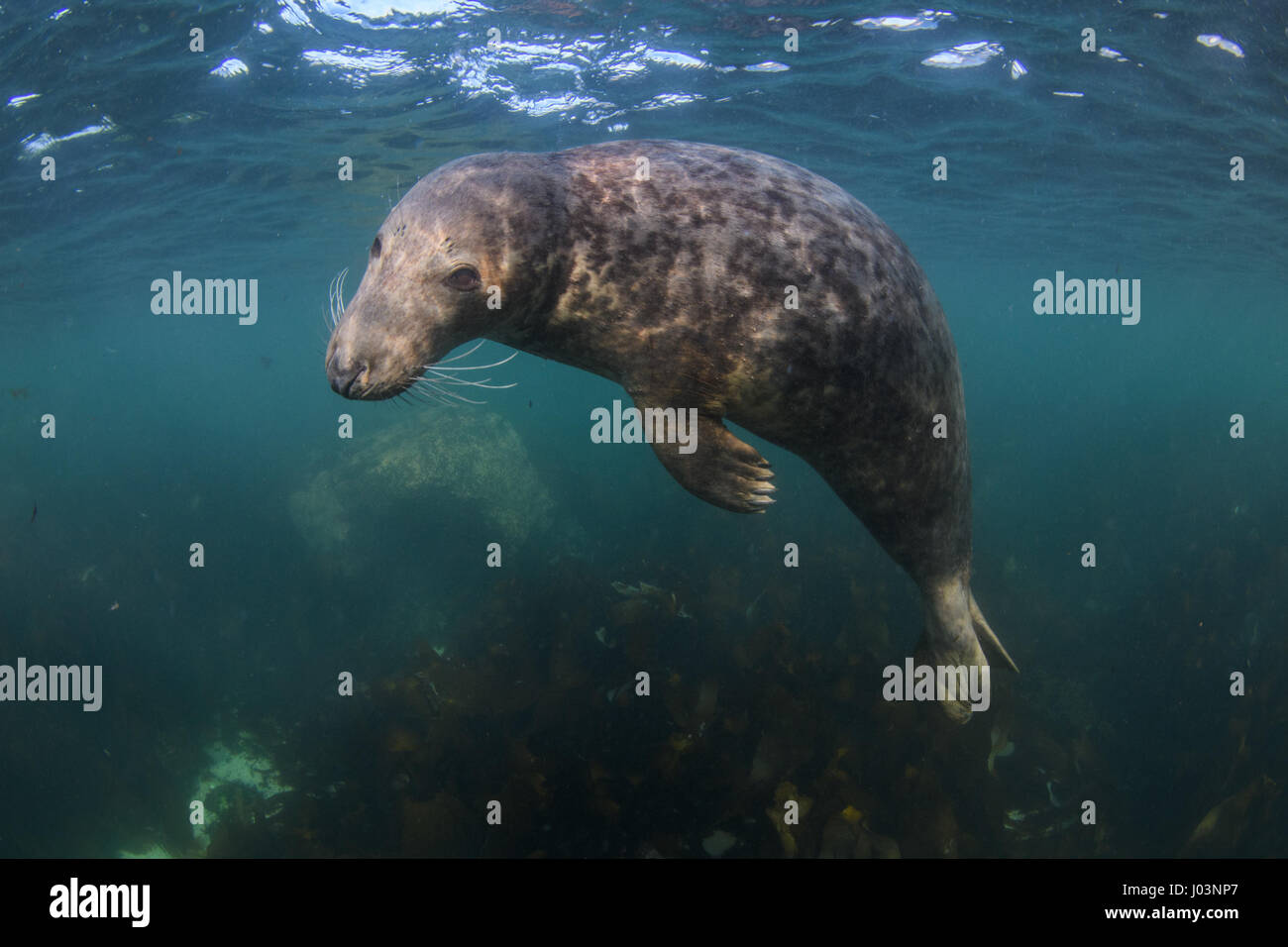 FARNE ISLANDS, NORTHUMBERLAND, UK: ADORABLE underwater images have captured the moment one super ...