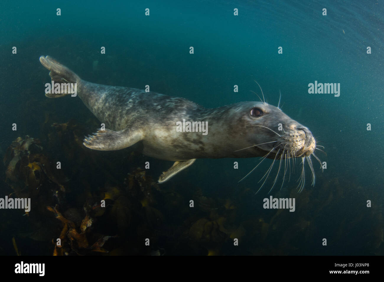 FARNE ISLANDS, NORTHUMBERLAND, UK: ADORABLE underwater images have captured the moment one super ...