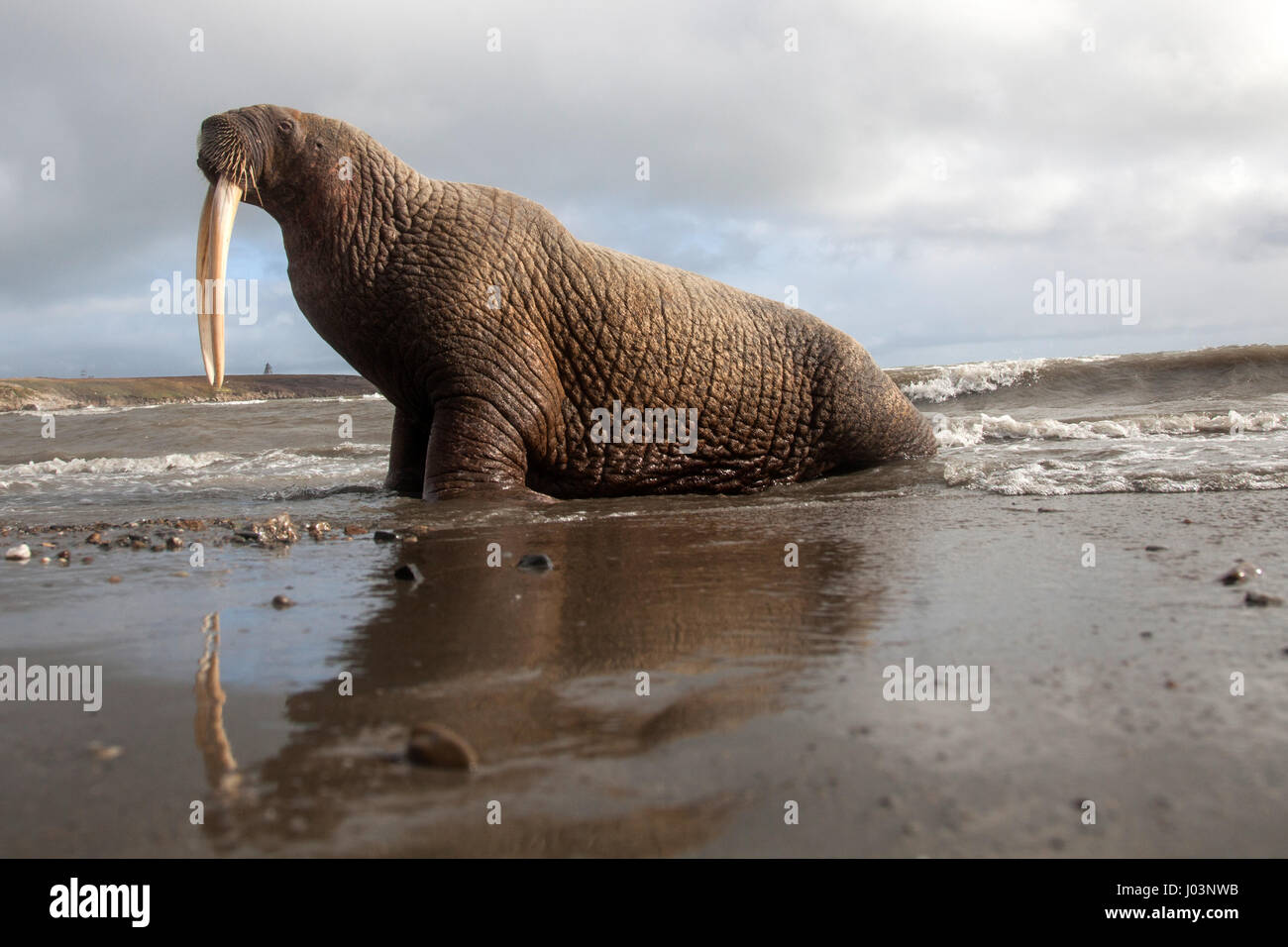 CHUKOTKA, RUSSIA: AMUSING pictures and video footage have revealed a ...