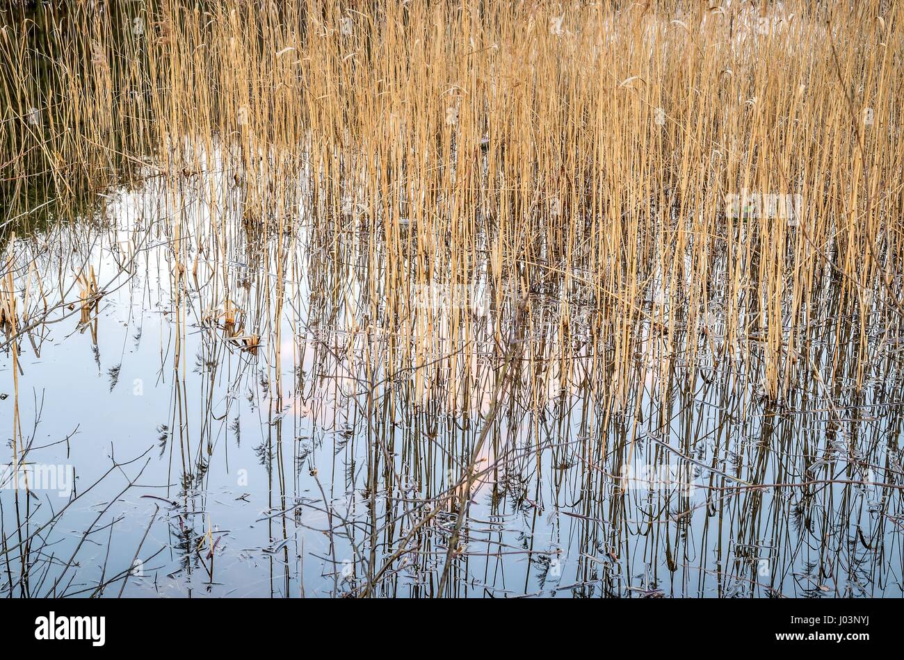Weeds in a pond hi-res stock photography and images - Alamy