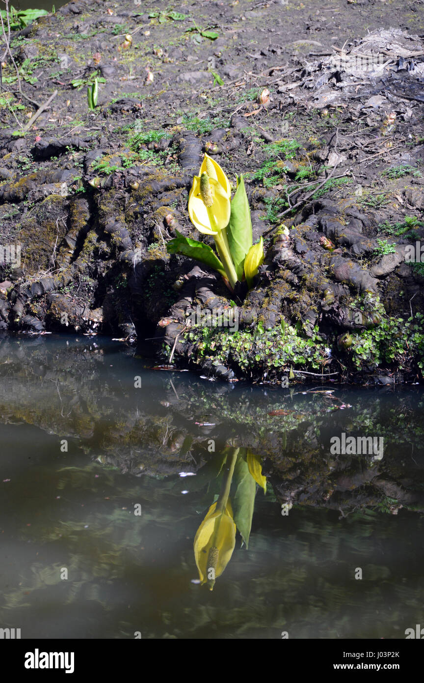 Swamp cabbage hi-res stock photography and images - Alamy