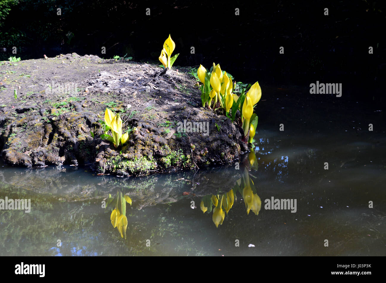 Swamp cabbage hi-res stock photography and images - Alamy