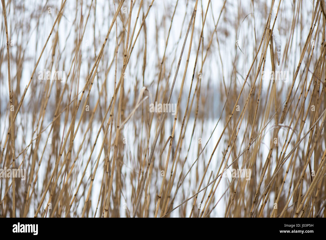 frozen abstract tree branches and plants in winter snow Stock Photo - Alamy