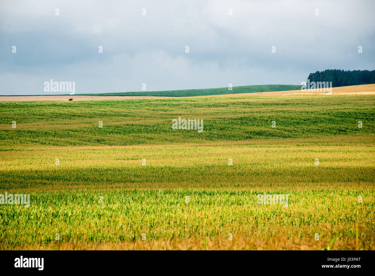 Cultivated field corn in bright summer day in countryside Stock Photo ...